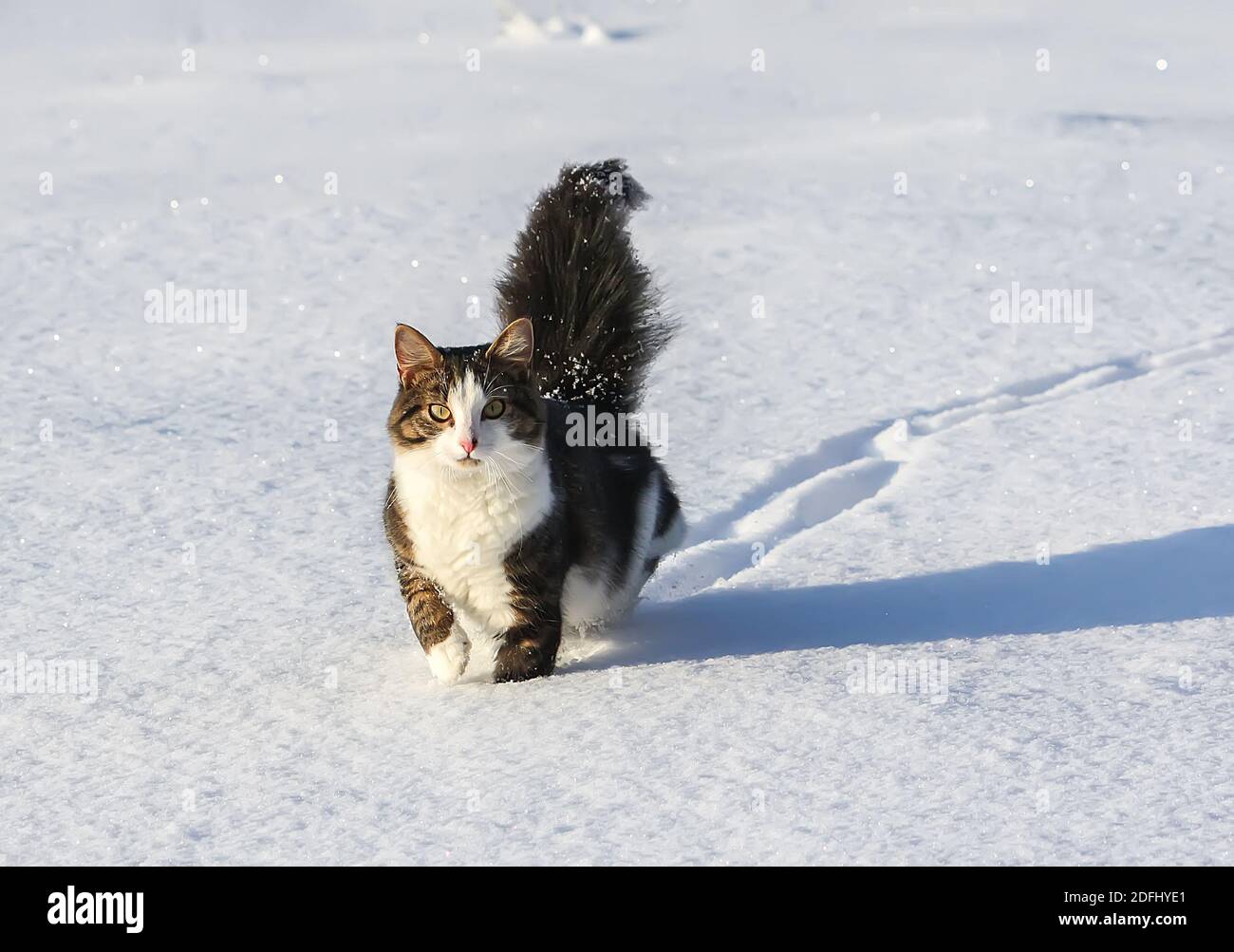 Sad cat walking in snow hi-res stock photography and images - Alamy