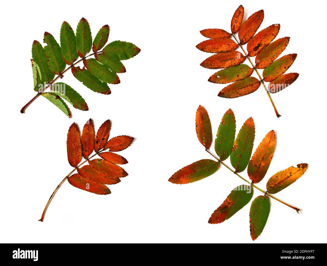Rowan tree leaves Cut Out Stock Images & Pictures - Alamy