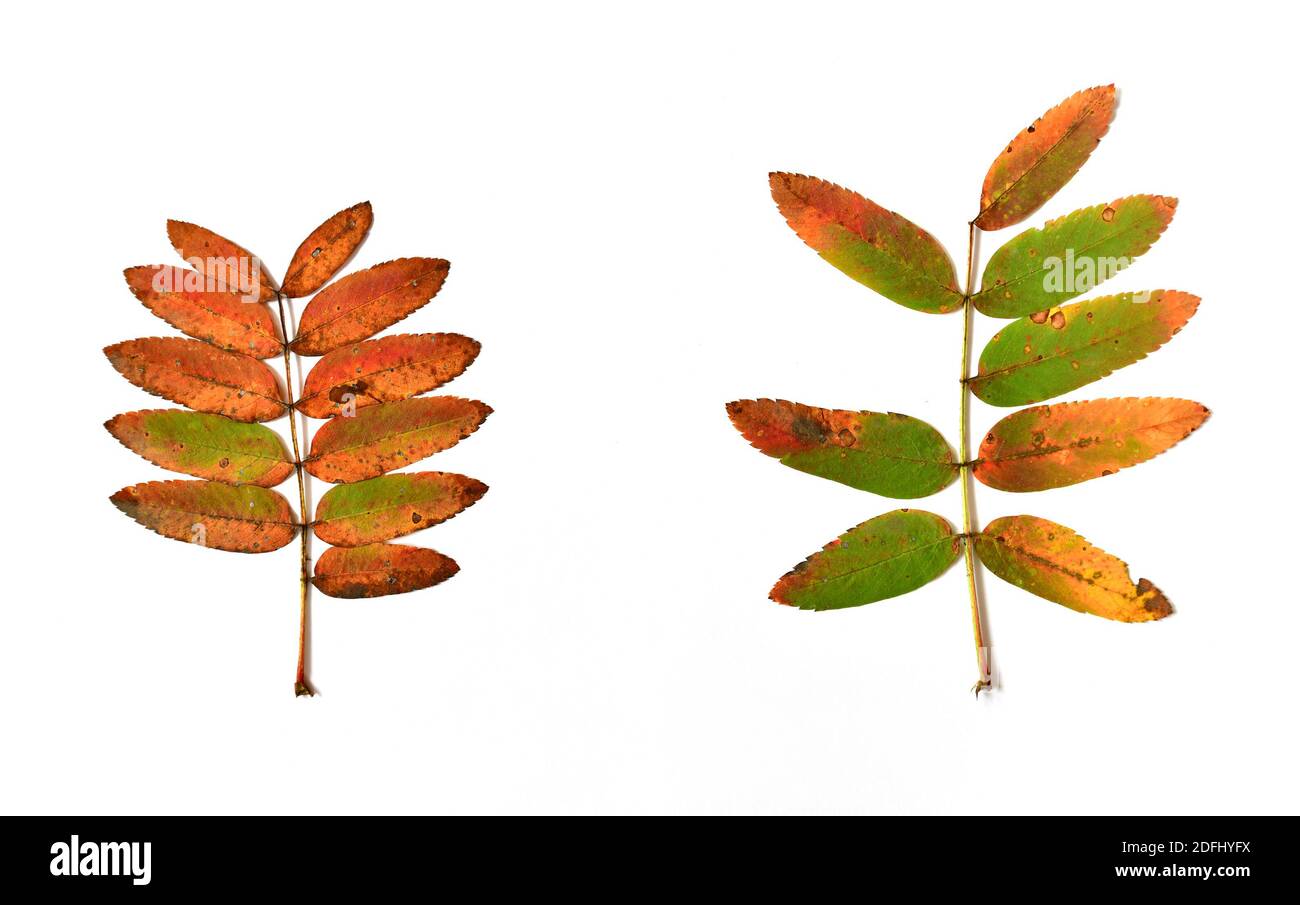 Rowan tree leaves Cut Out Stock Images & Pictures - Alamy