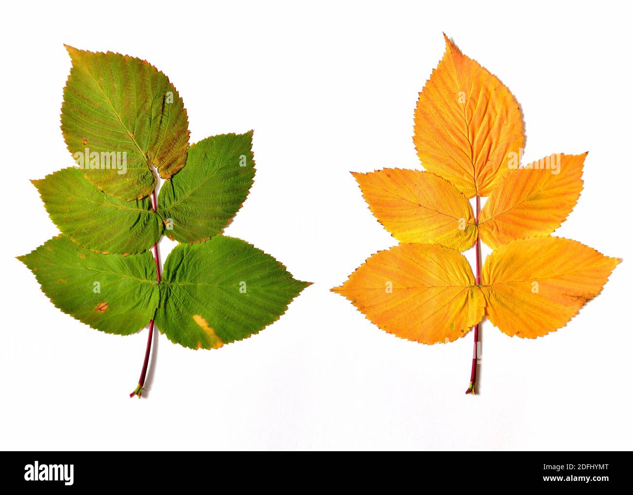 Autumn raspberry leaves on white background Stock Photo - Alamy