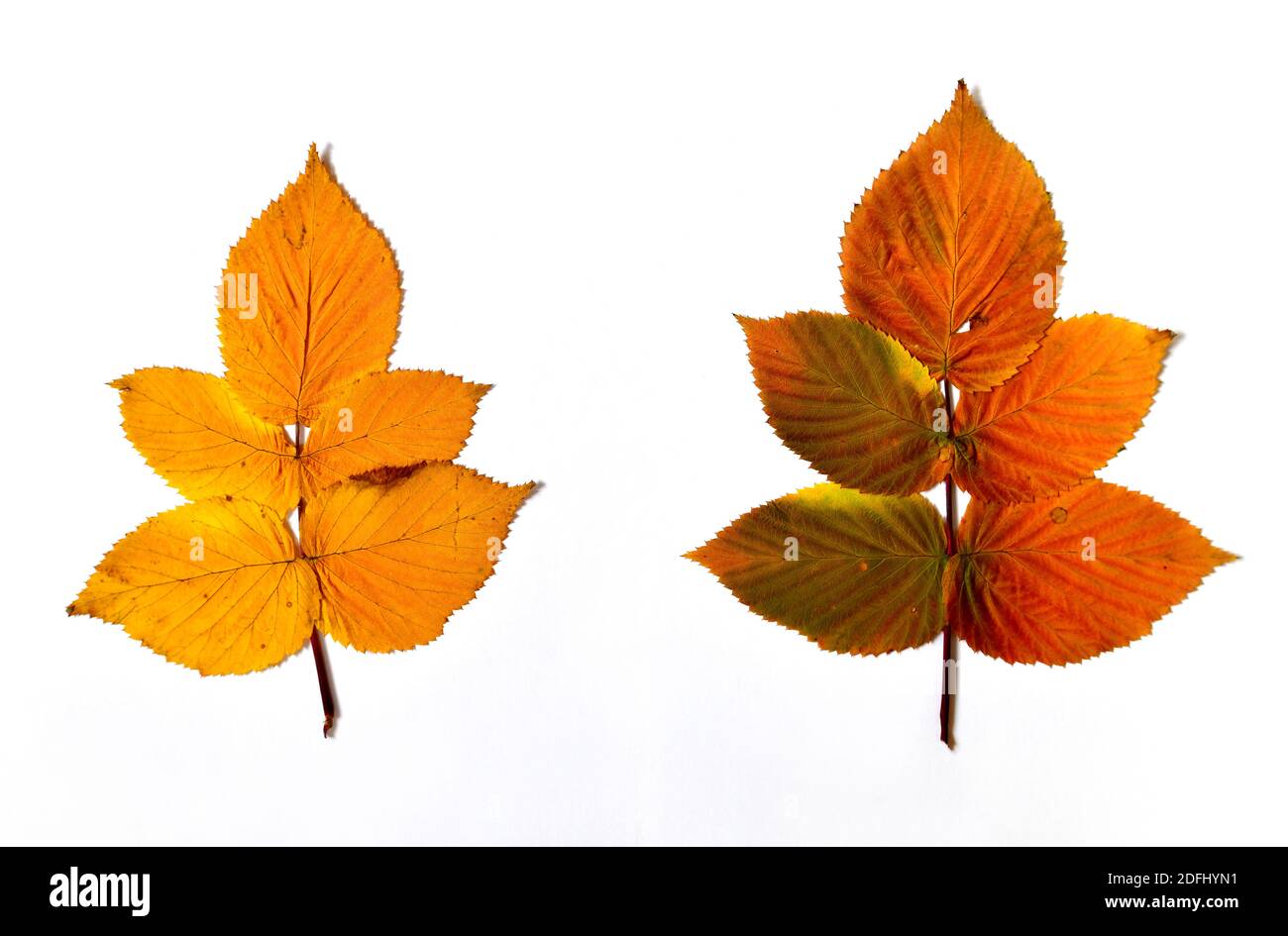 Autumn raspberry leaves on white background Stock Photo - Alamy