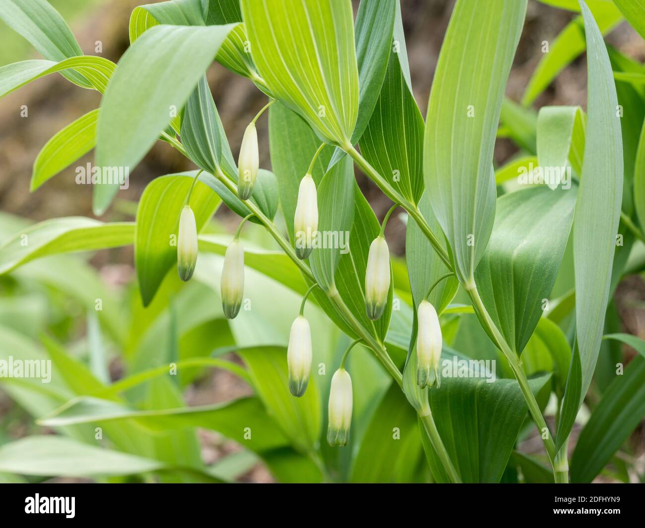 Solomon's-Seal flowers in forest Stock Photo - Alamy