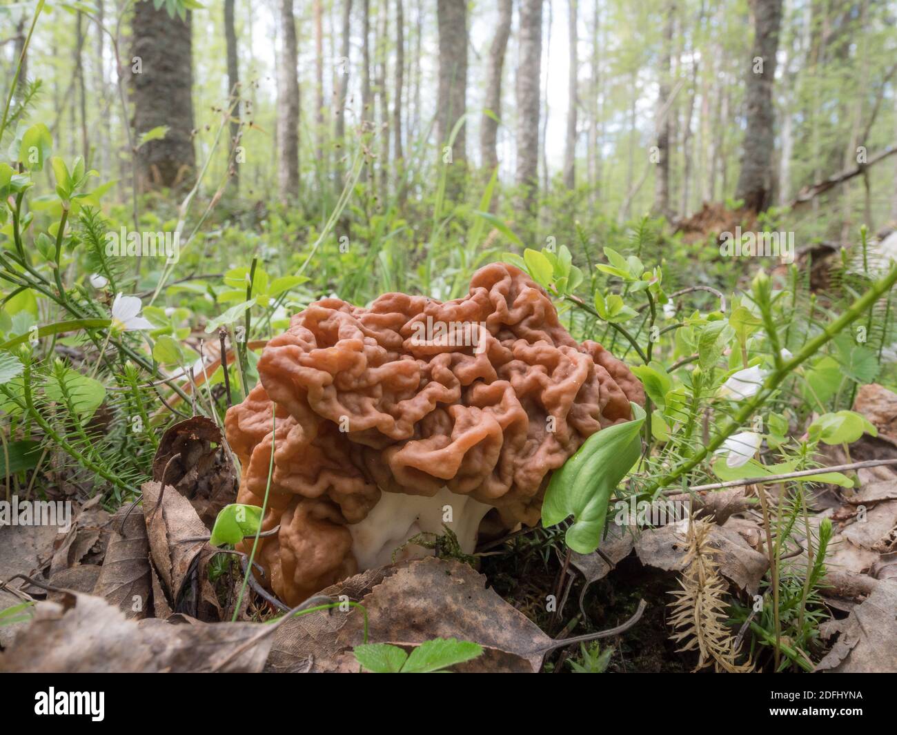 Snow morel mushroom in deciduous forest Stock Photo - Alamy