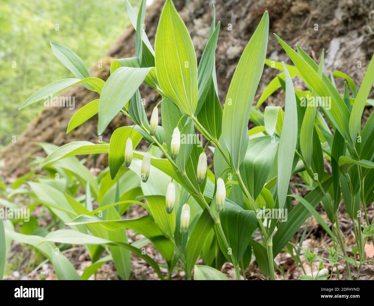 Solomons seal flowers in hi-res stock photography and images - Alamy