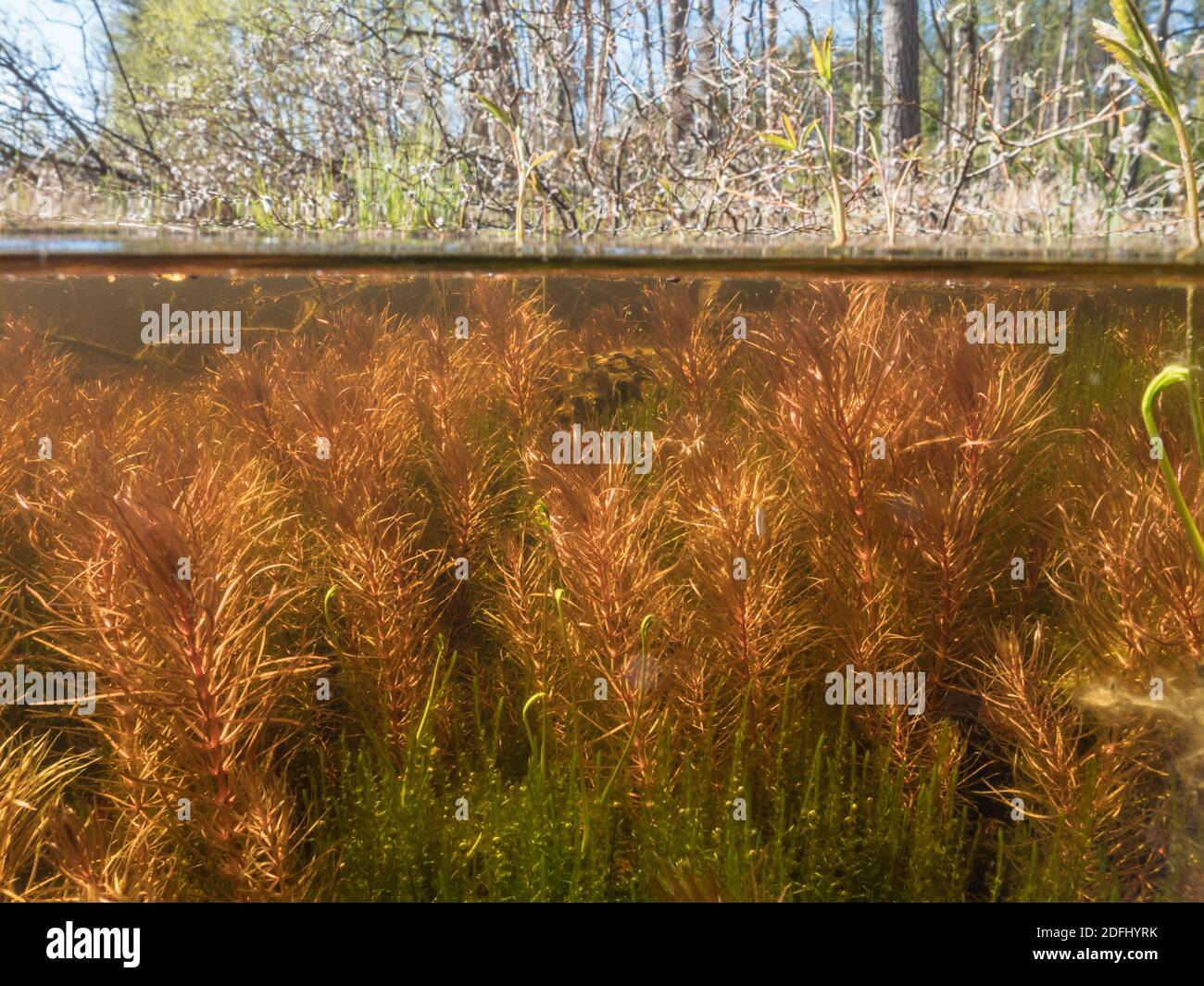 Mare's-tail water plant underwater split-shot Stock Photo - Alamy
