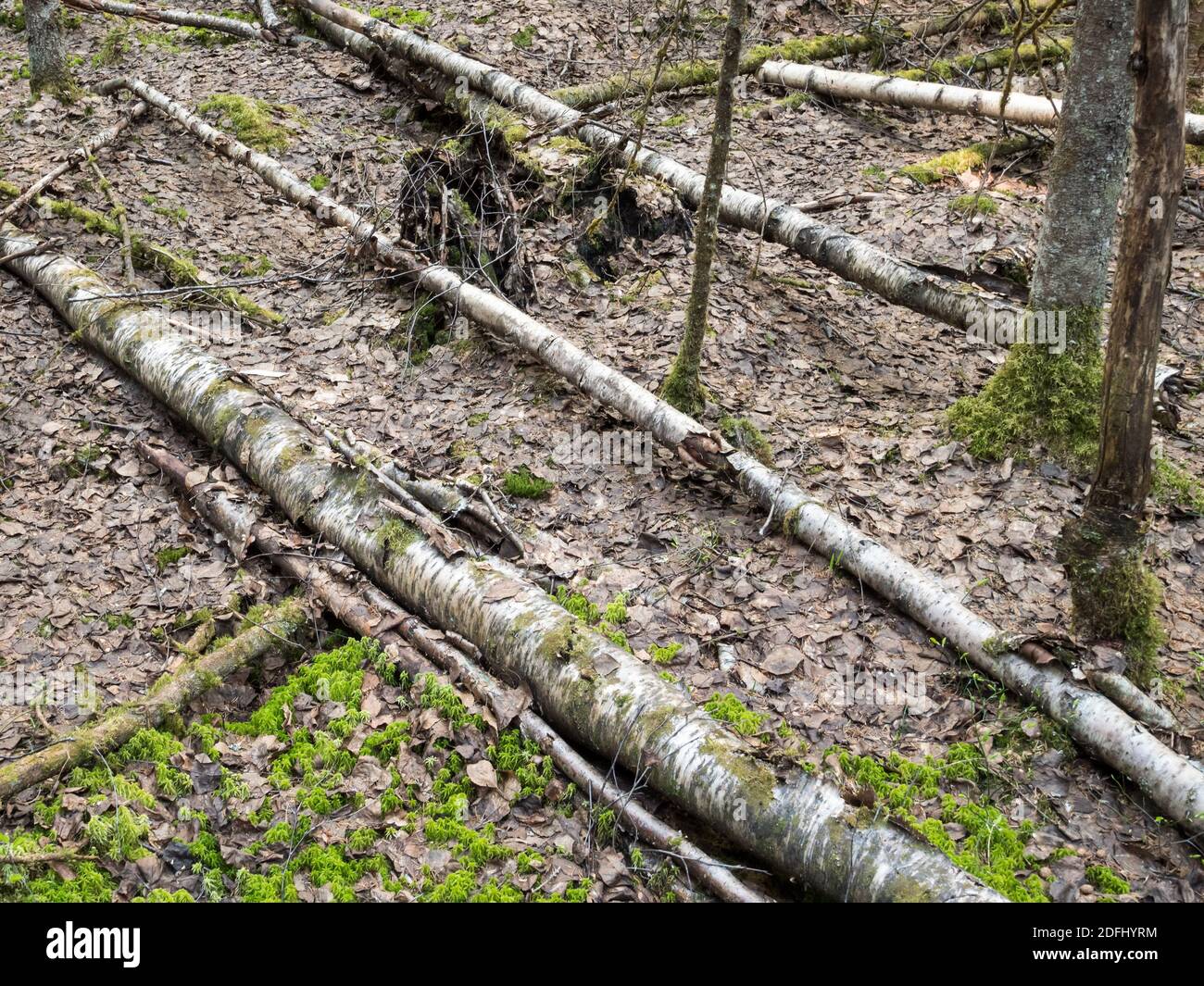 Tree trees wood trunk hi-res stock photography and images - Alamy