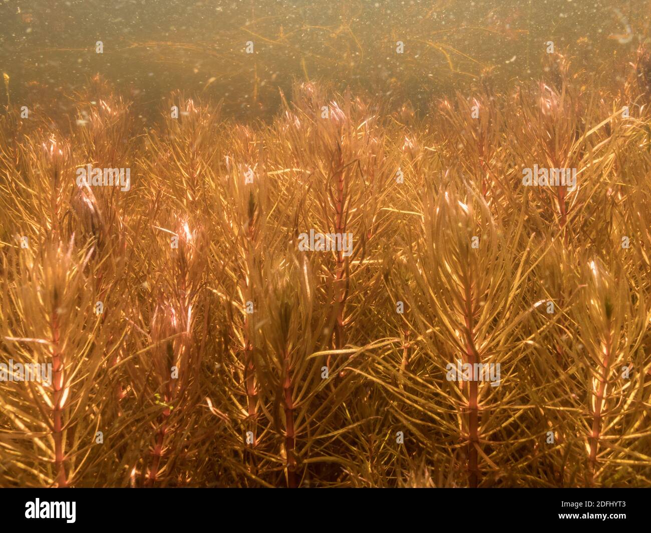 The Mares Tail High Resolution Stock Photography and Images - Alamy
