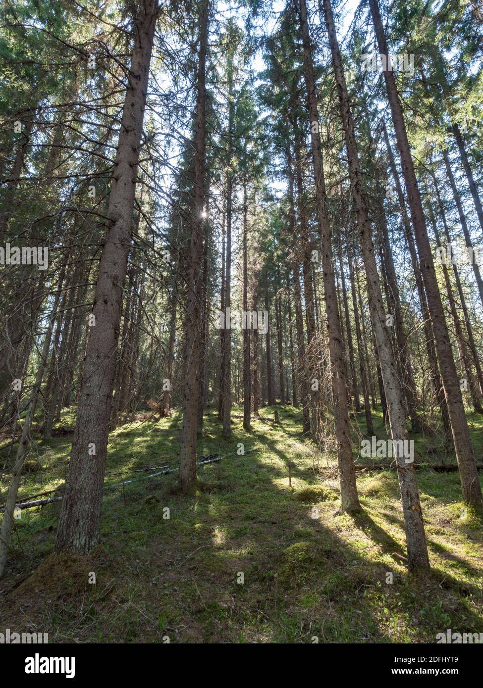Norway spruce tree hi-res stock photography and images - Alamy
