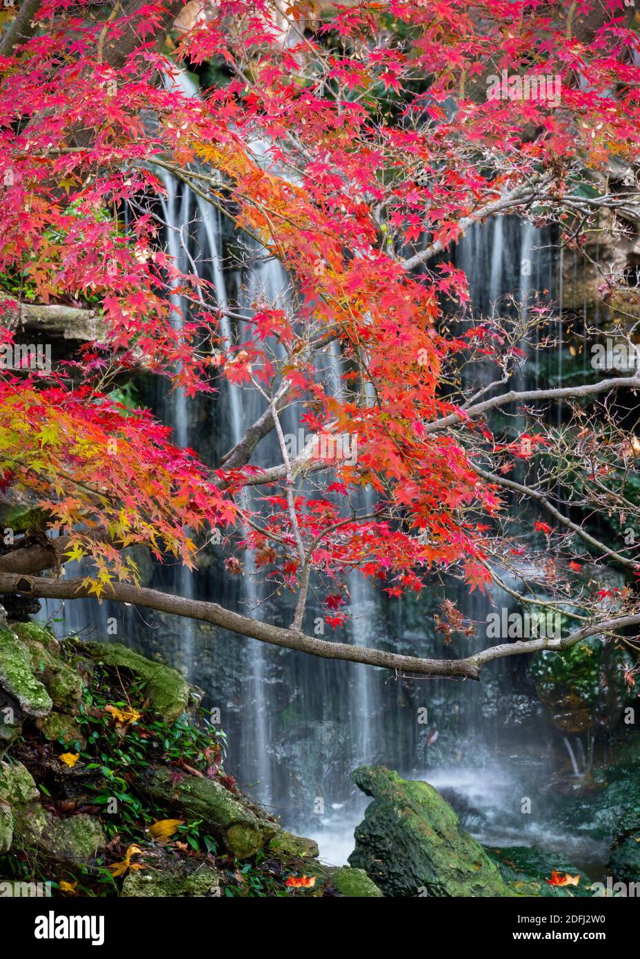 Fall Foliage in the Japanese Garden Stock Photo - Alamy