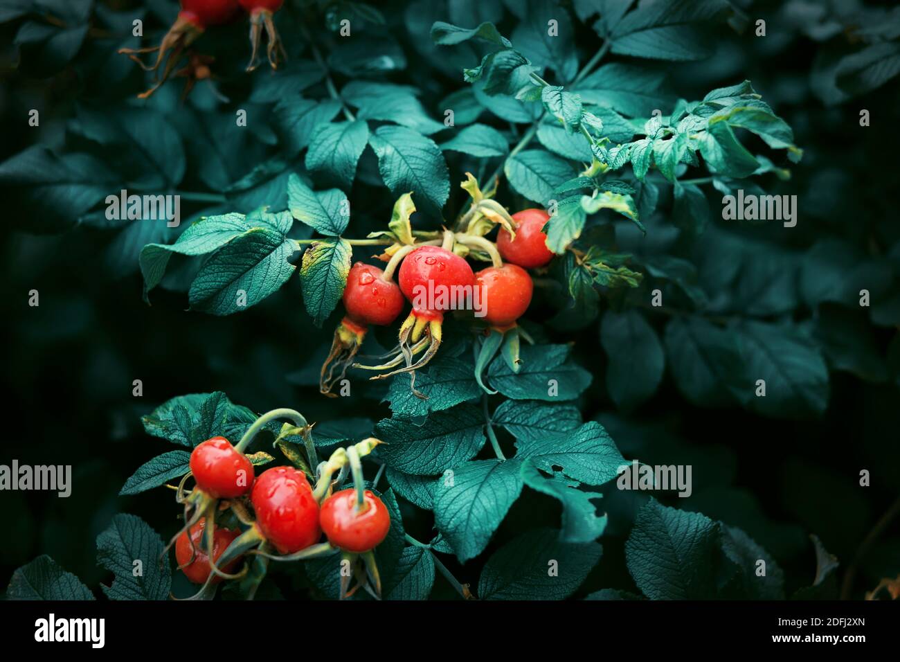 Ripe red rosehip fruits grow on the branches of a bush with dark leaves ...