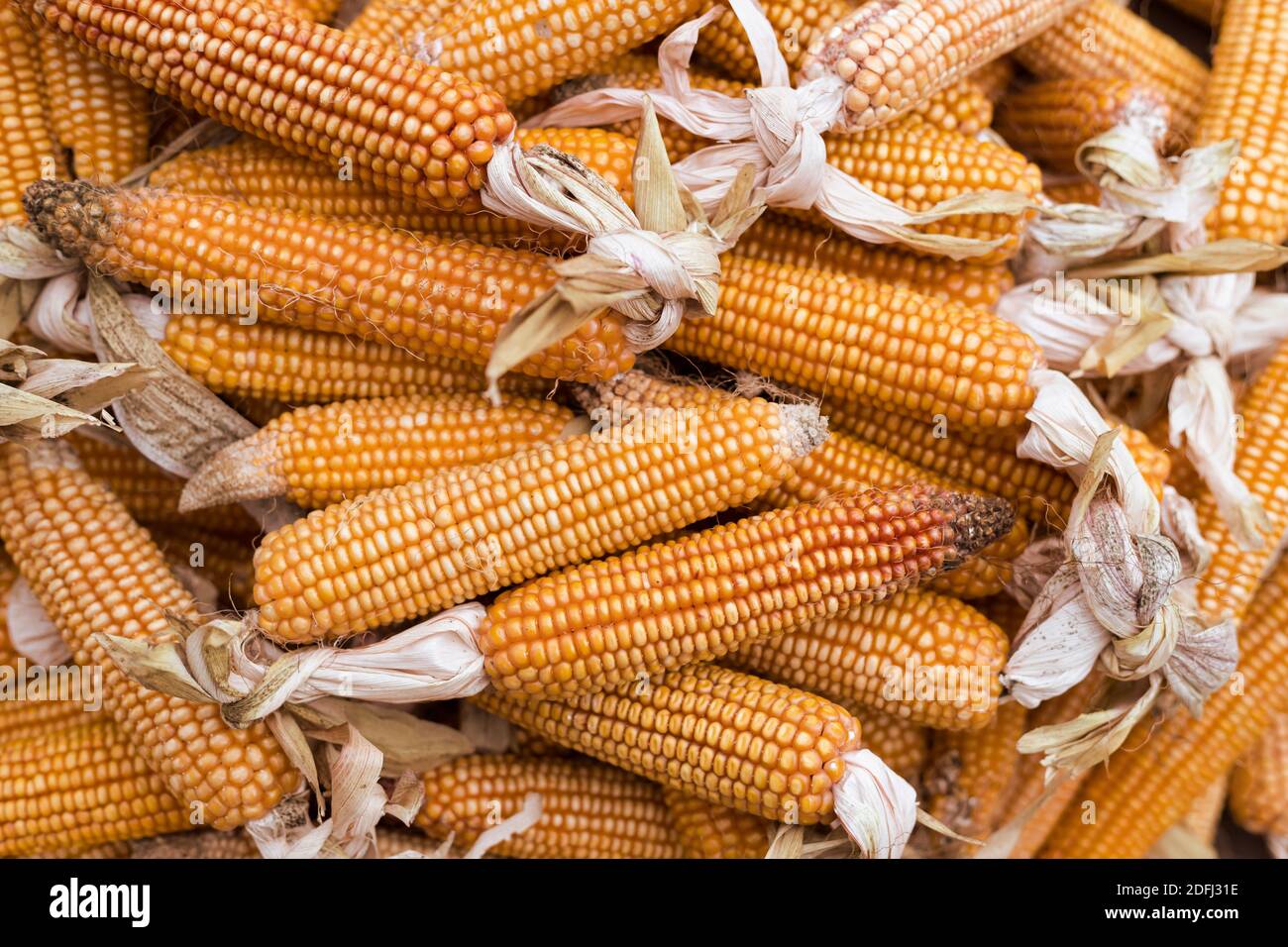 a pile of dry raw corn. autumn maize harvest from farmers Stock Photo ...