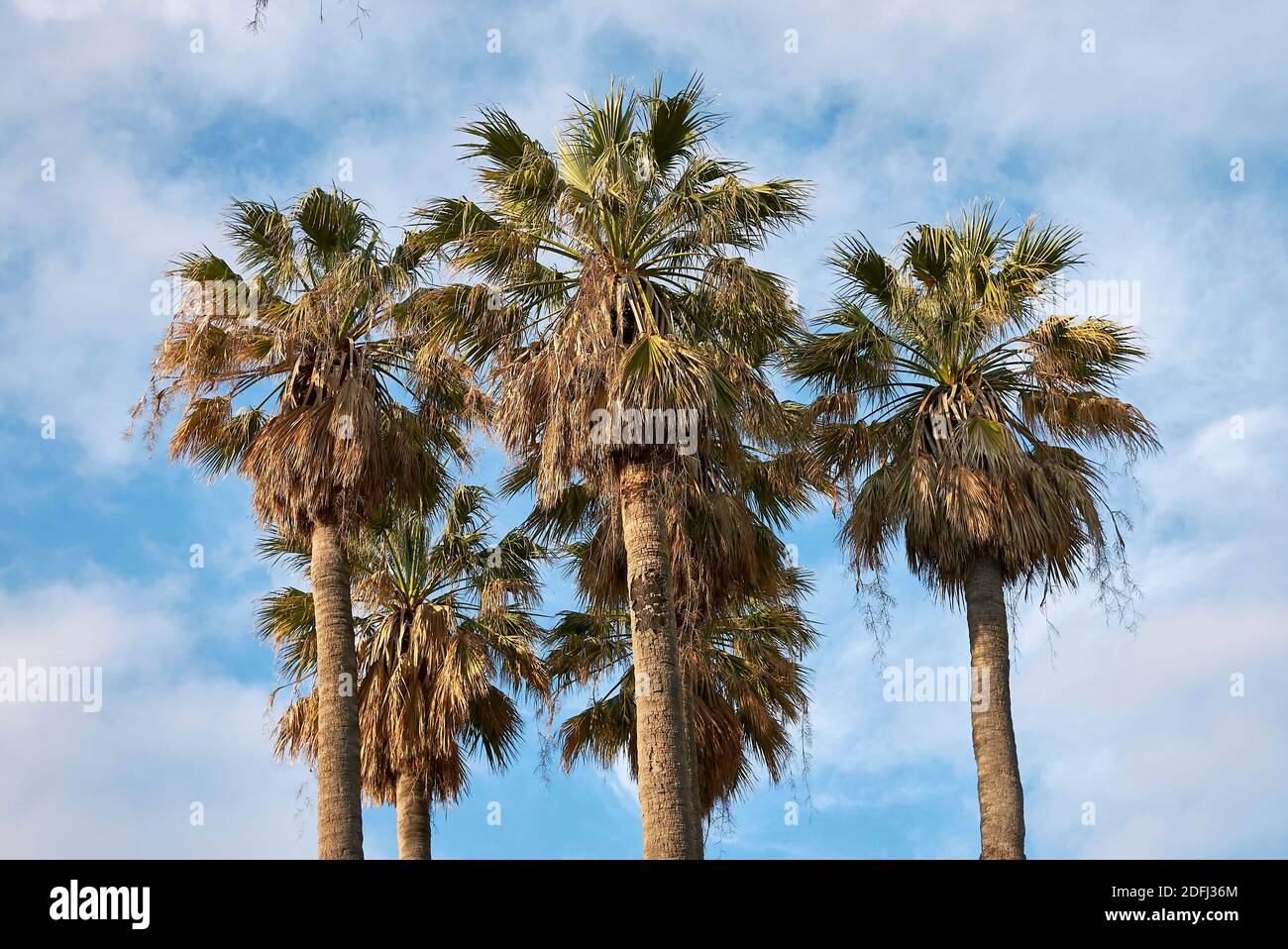 Washingtonia filifera palms landscape Stock Photo - Alamy