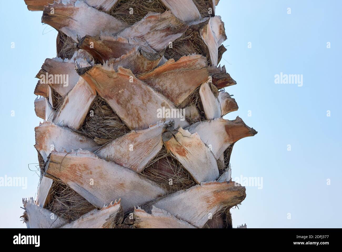Washingtonia robusta palm bark close up and fresh foliage Stock Photo ...