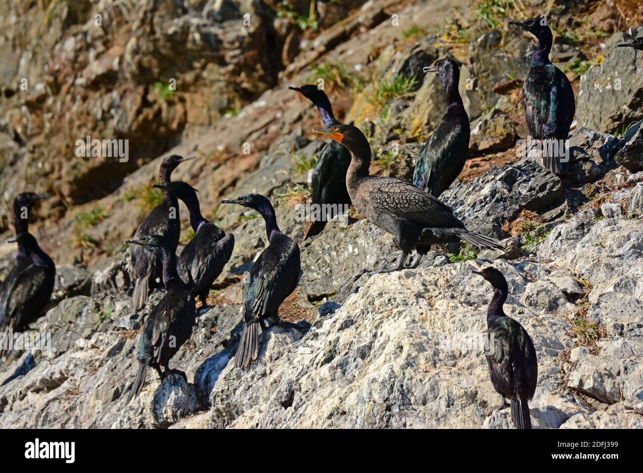Perched double crested cormorant hi-res stock photography and images ...