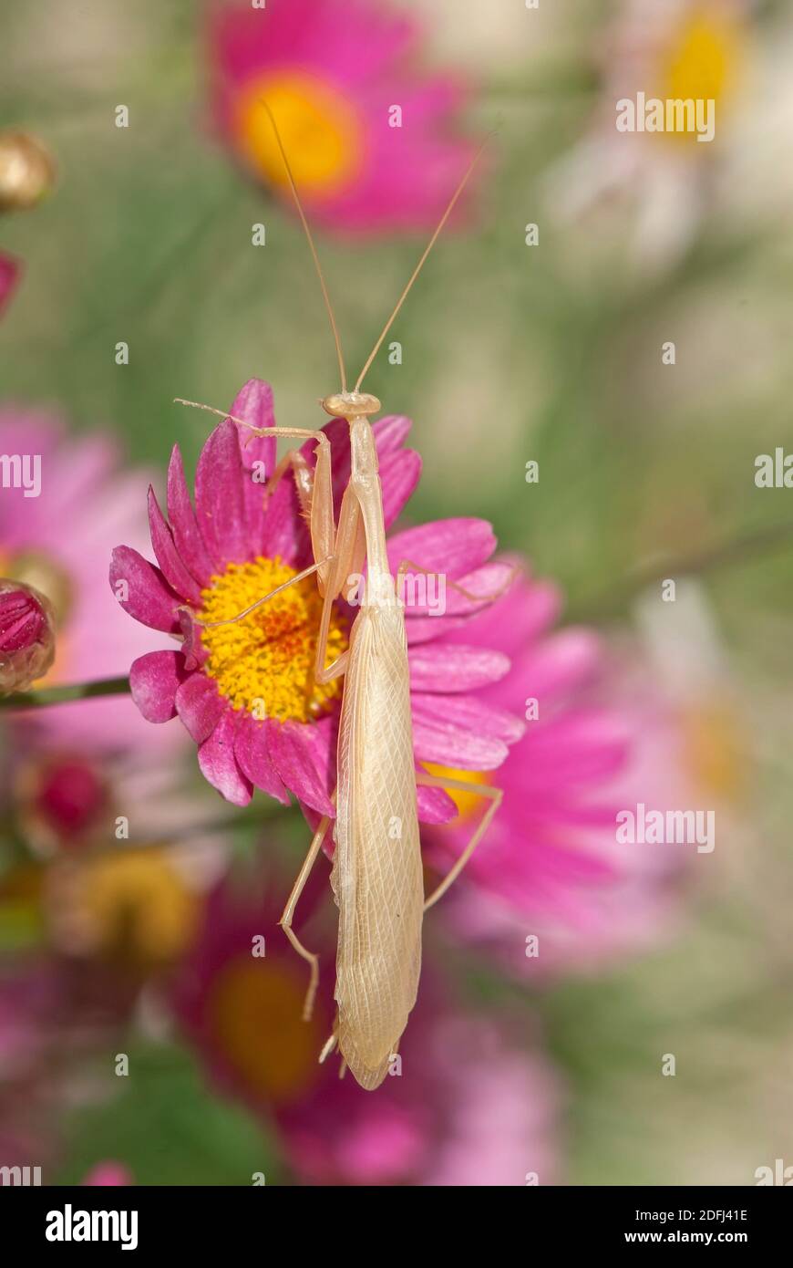Mantis on flower Stock Photo - Alamy