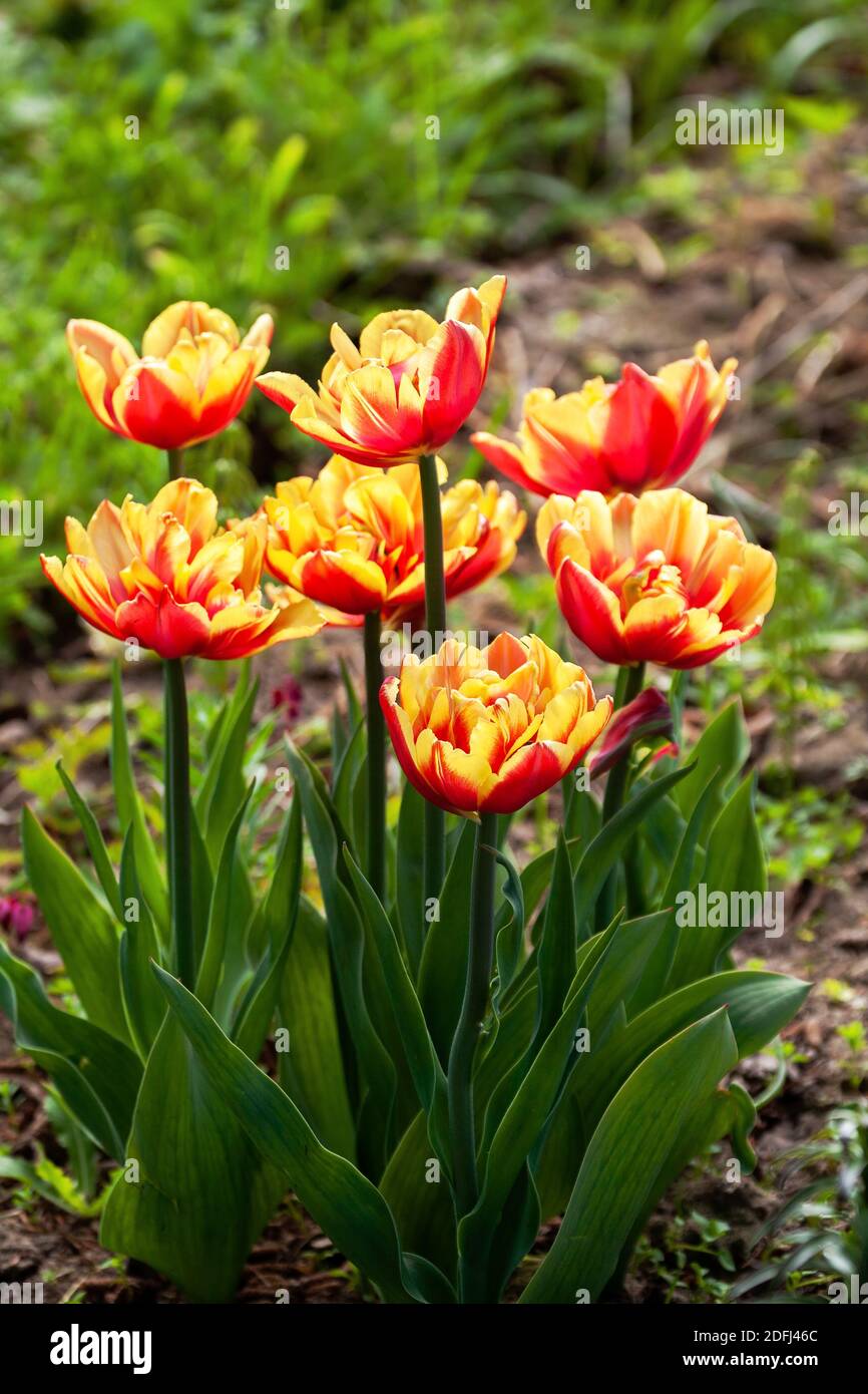 Terry flower hi-res stock photography and images - Alamy