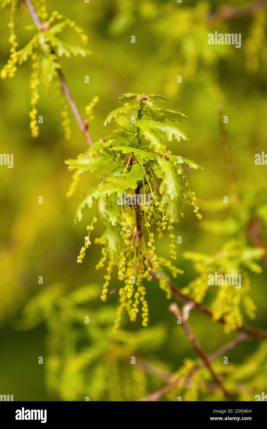 Common oak branch with flowers in spring Stock Photo - Alamy
