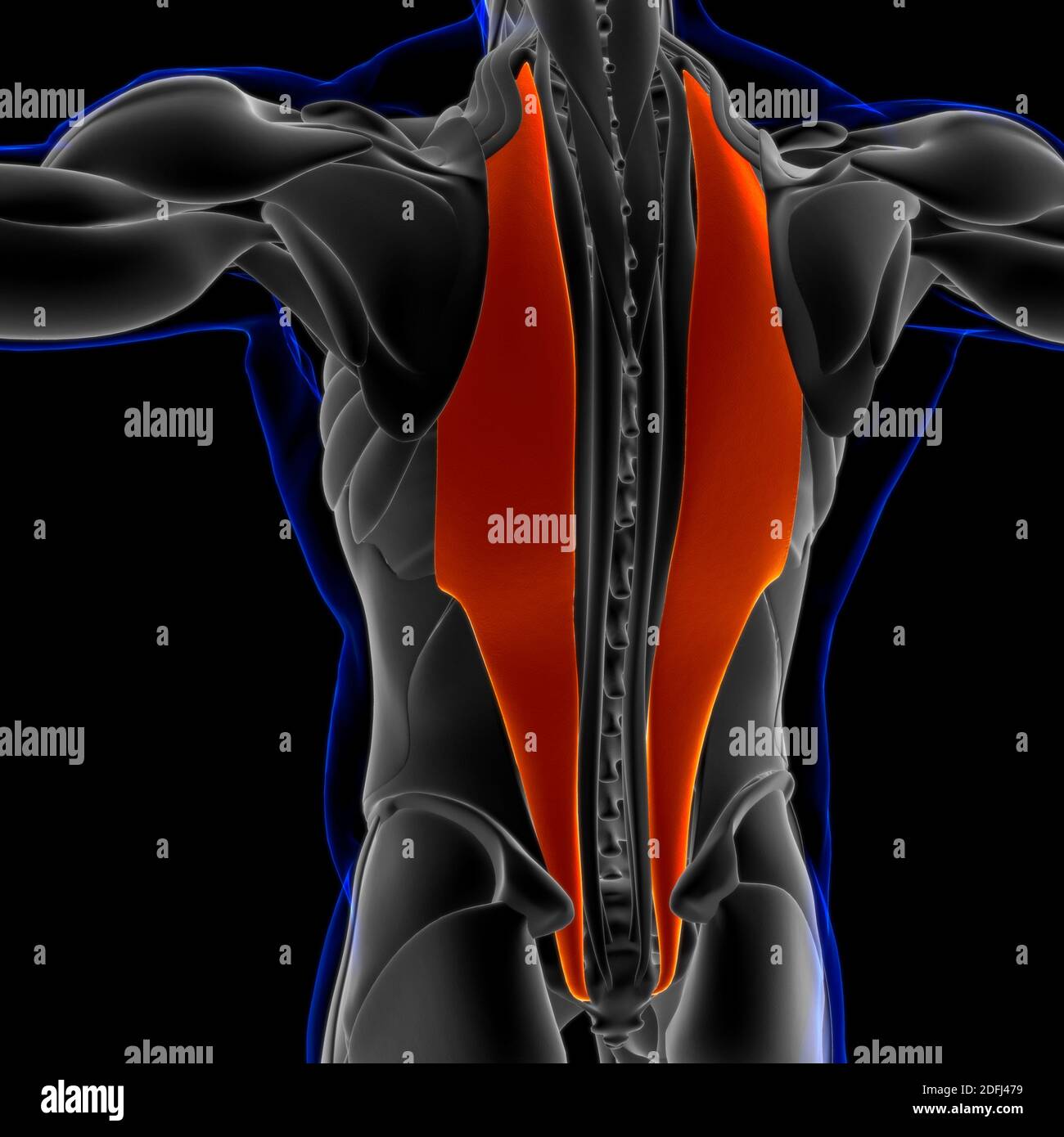 3D Illustration, Muscle is a soft tissue, Muscle cells contain proteins ...