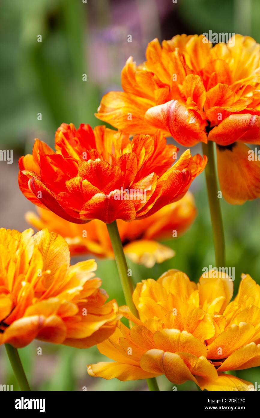 Terry flower hi-res stock photography and images - Alamy