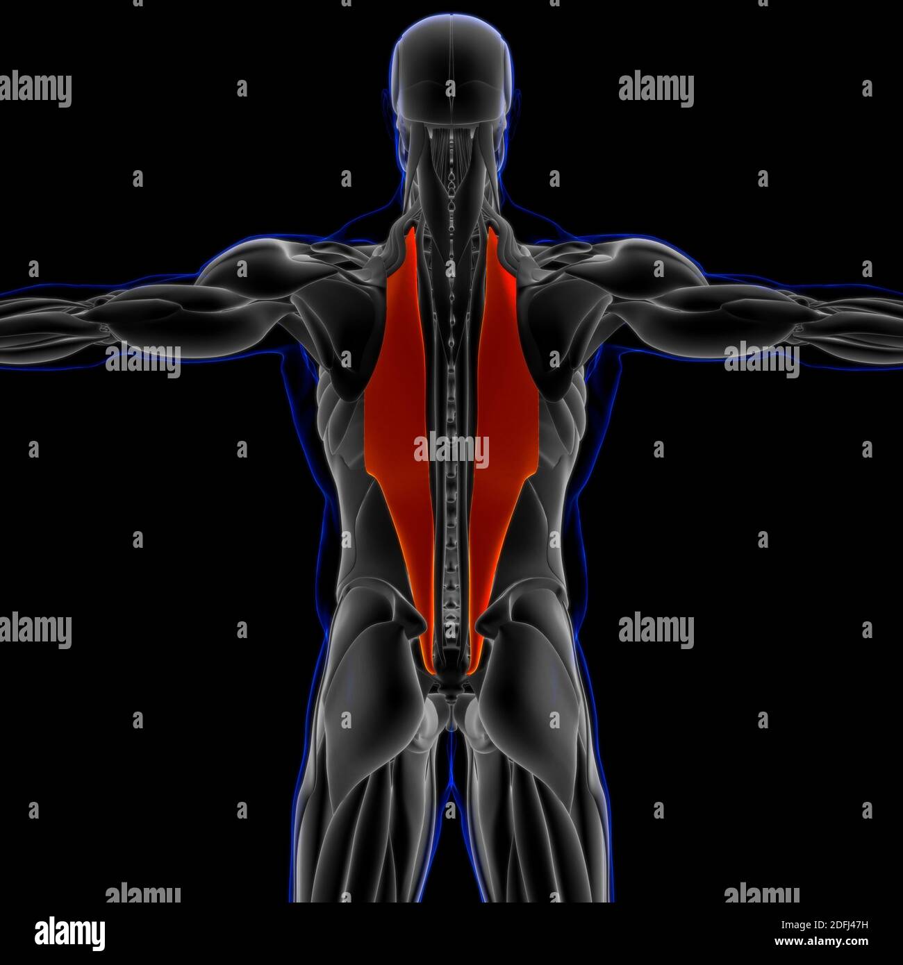 3D Illustration, Muscle is a soft tissue, Muscle cells contain proteins ...