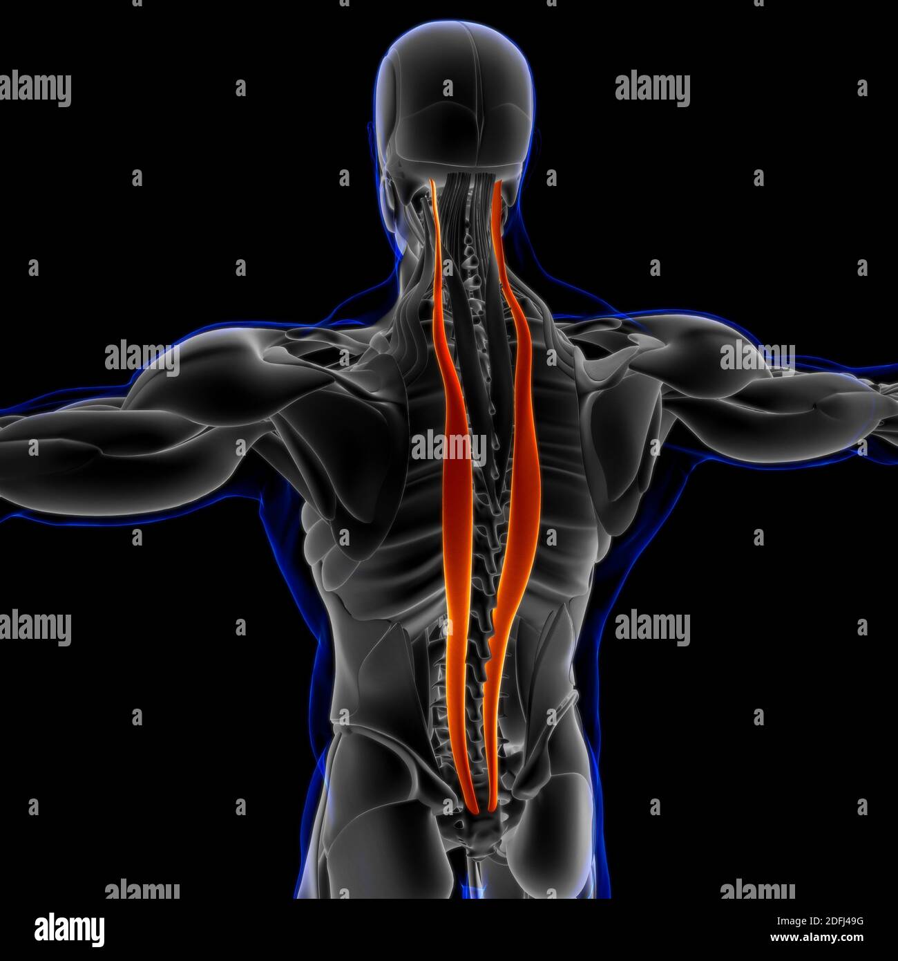 3D Illustration, Muscle is a soft tissue, Muscle cells contain proteins ...