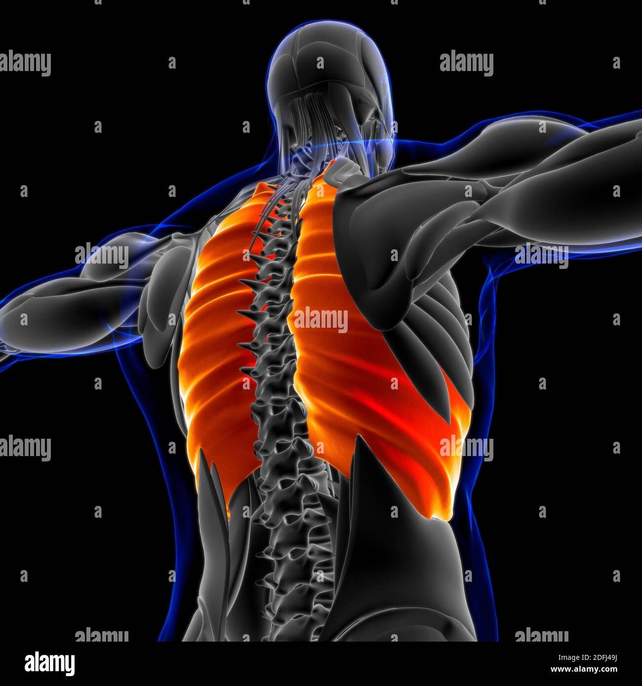 3D Illustration, Muscle is a soft tissue, Muscle cells contain proteins ...