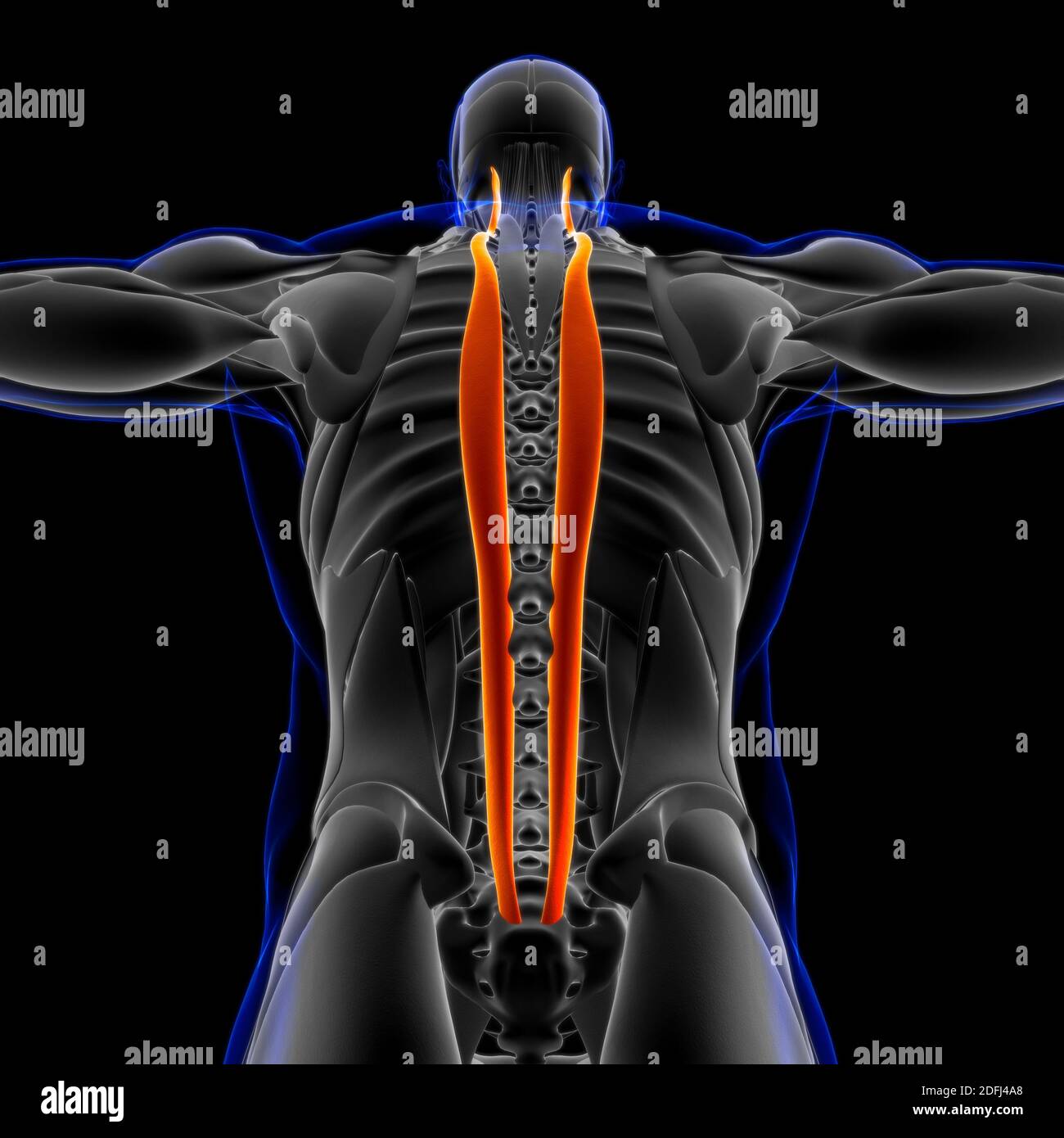 Iliocostalis Lumborum High Resolution Stock Photography and Images - Alamy
