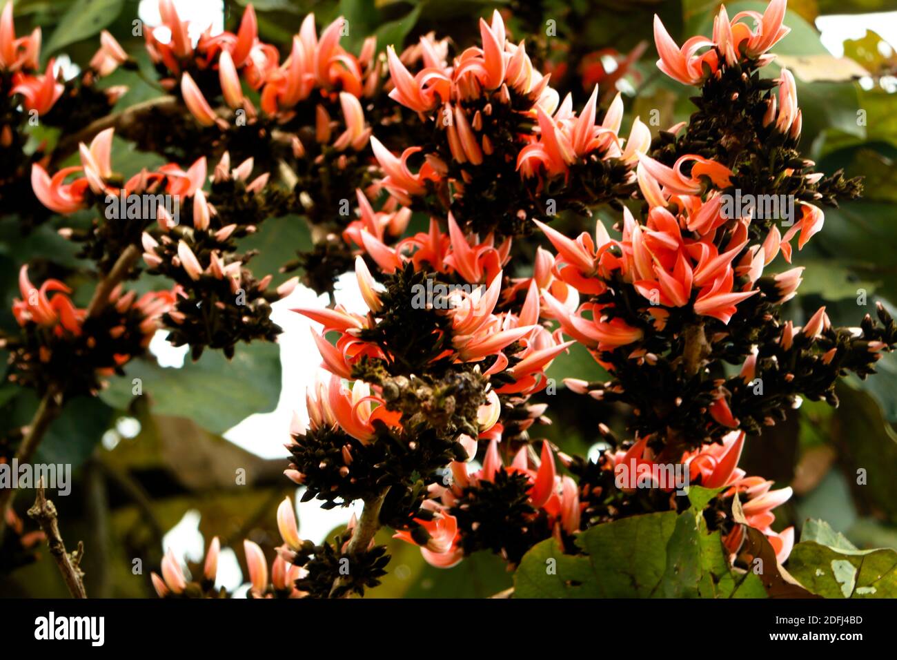 Flowers of flame of the forest or Butea frondosa tree, selective focus ...