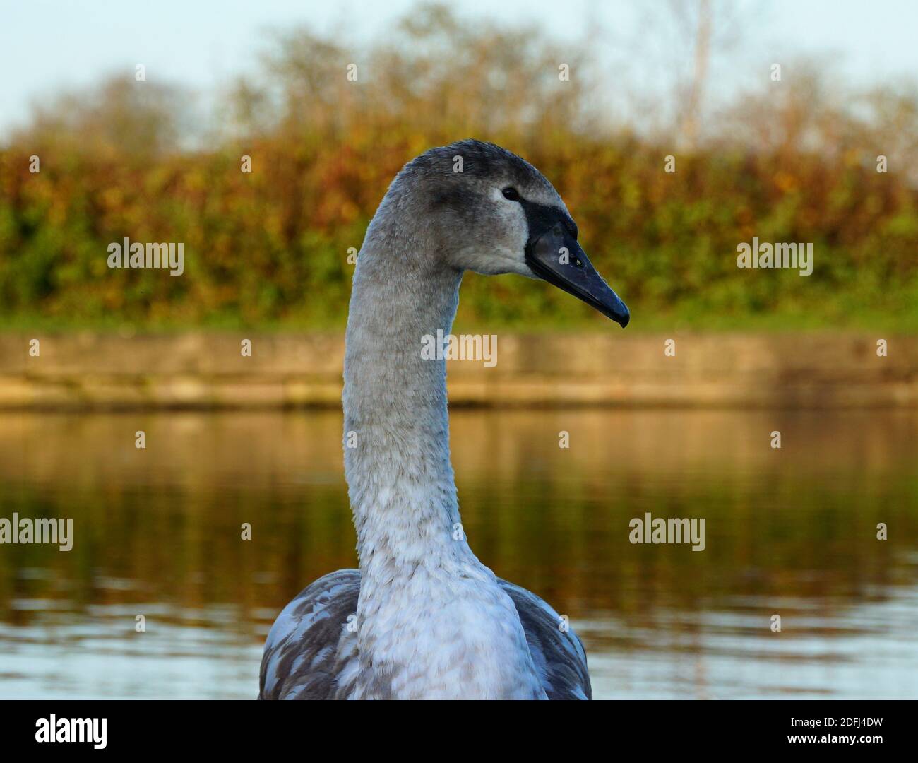 Grey cygnet standing hi-res stock photography and images - Alamy