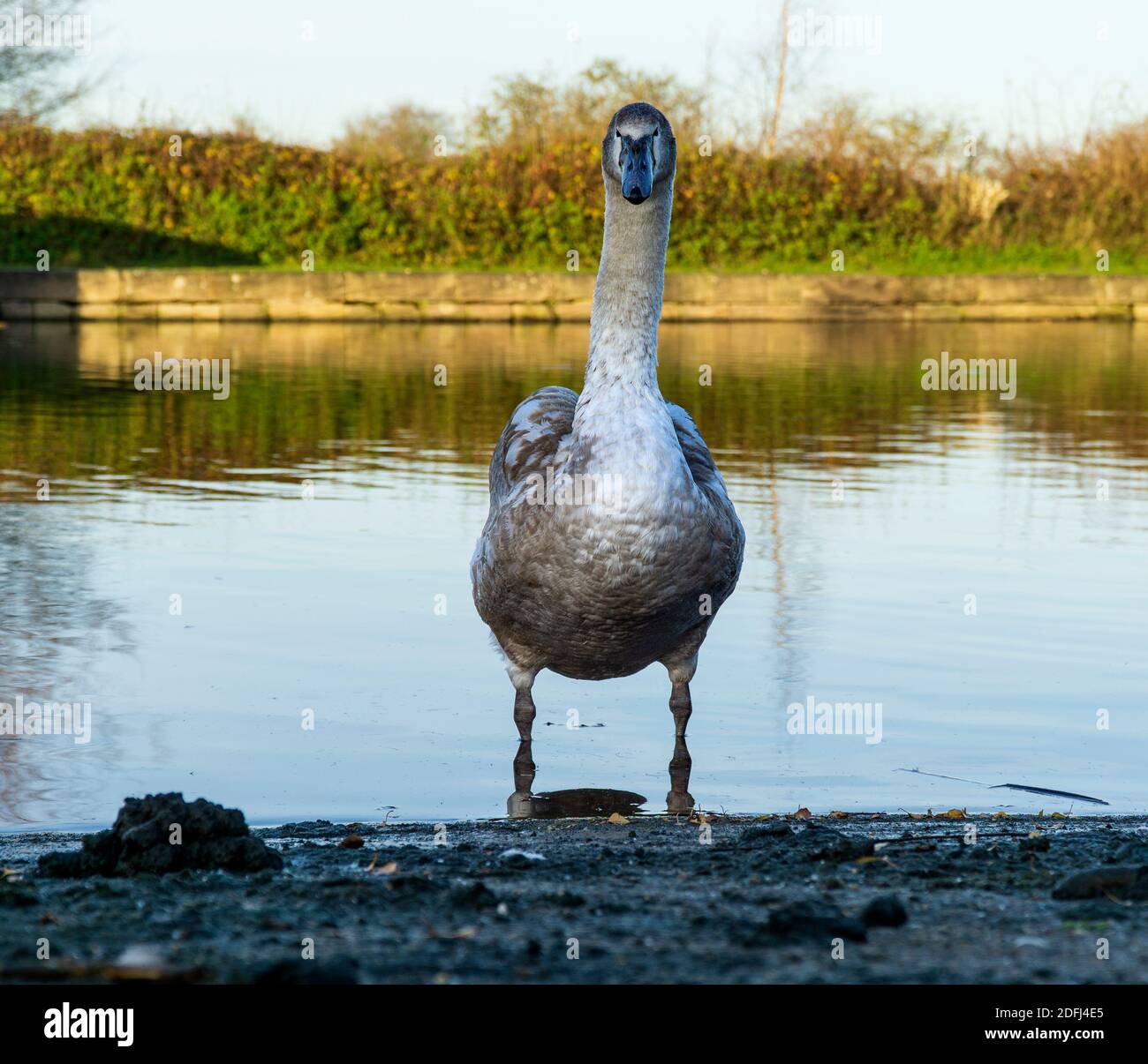 Wary swan hi-res stock photography and images - Alamy
