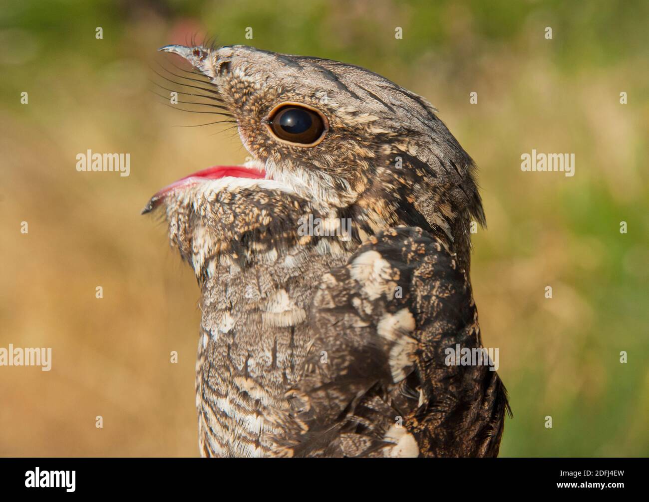 Nightjar feathers hi-res stock photography and images - Alamy