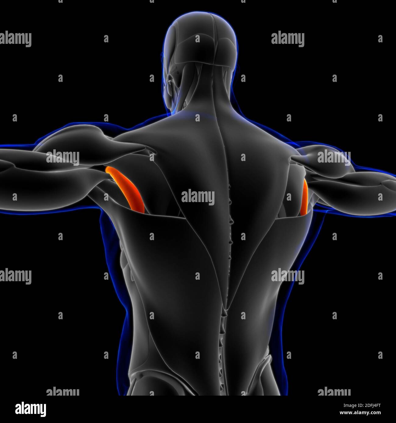 3D Illustration, Muscle is a soft tissue, Muscle cells contain proteins ...