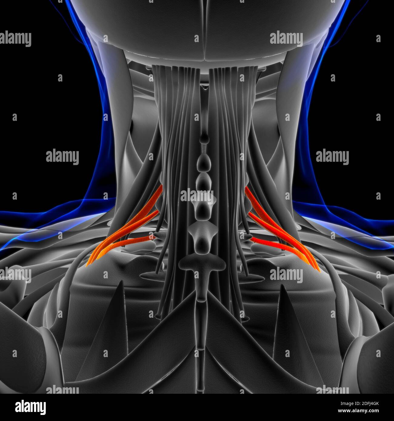 3D Illustration, Muscle is a soft tissue, Muscle cells contain proteins ...