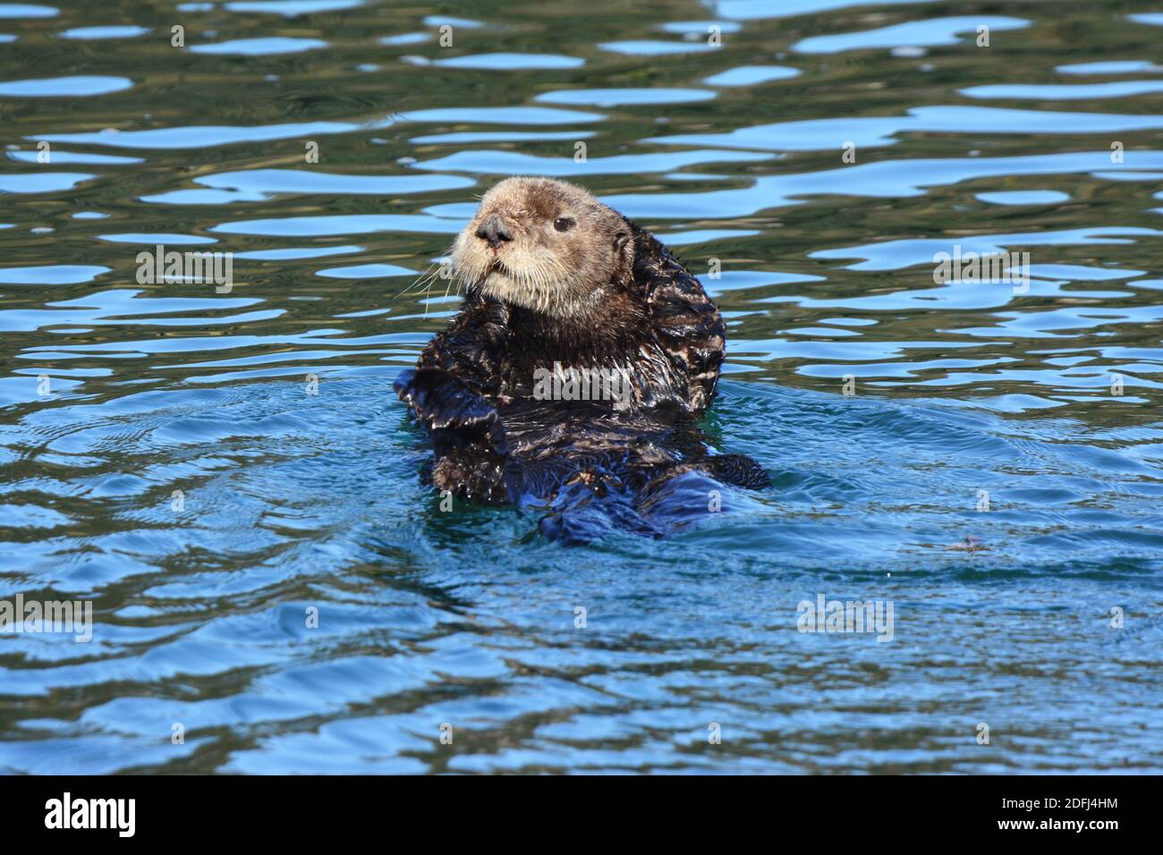 Otter otters floating one ocean hi-res stock photography and images - Alamy
