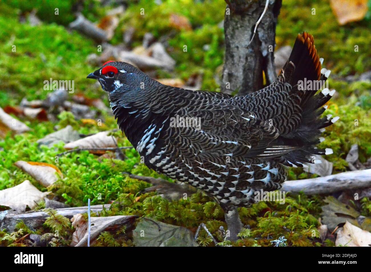 Spruce grouse male, Alaska Stock Photo - Alamy
