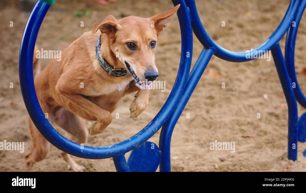Obedient mixed chart dog jumping hi-res stock photography and images ...