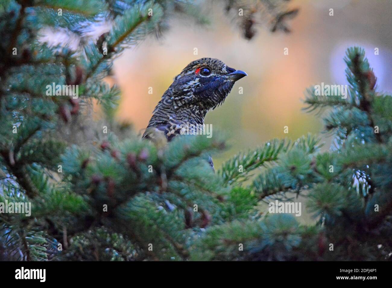 Boreal fauna alaska forest hi-res stock photography and images - Alamy