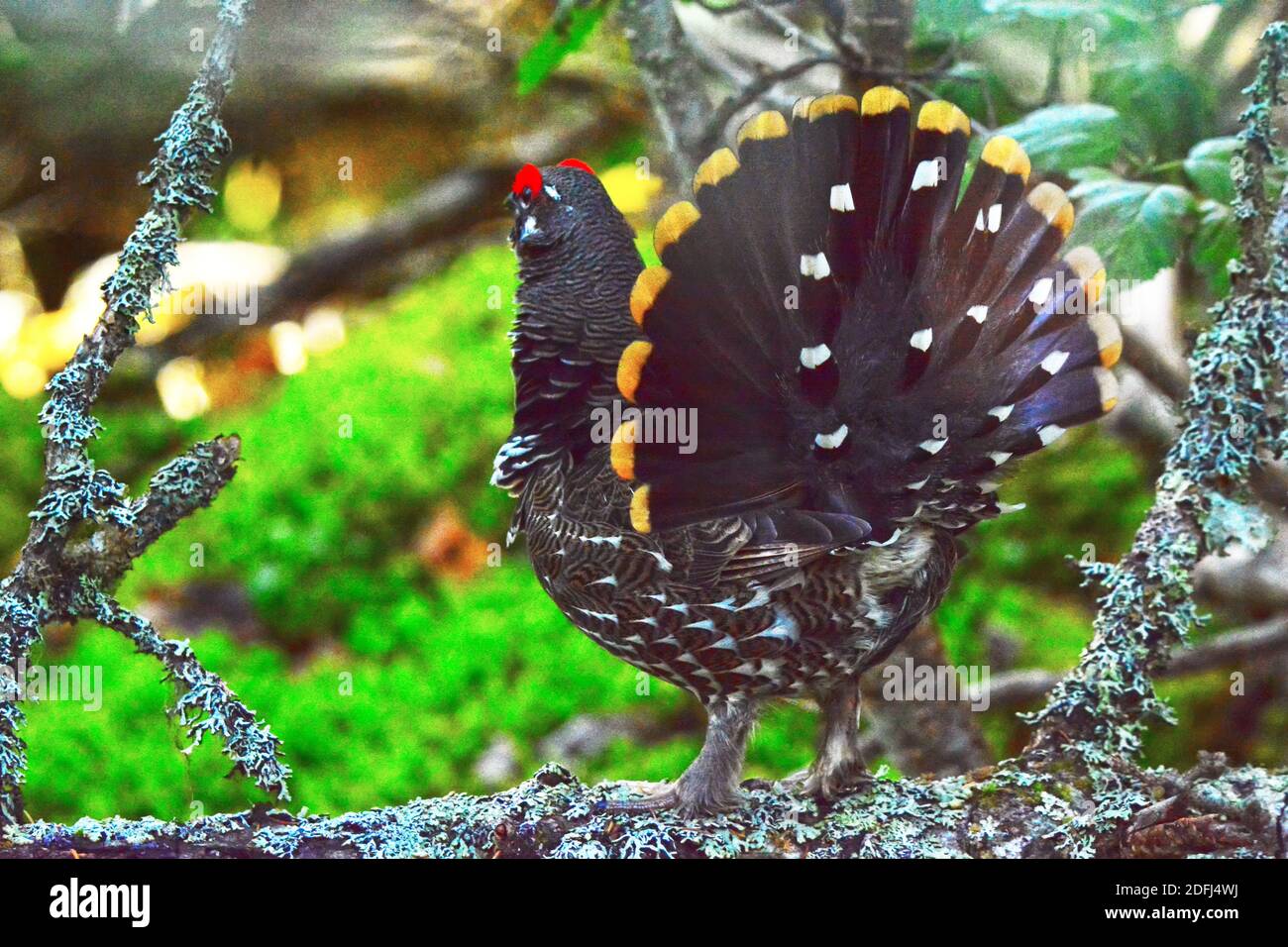 Spruce grouse male, Alaska Stock Photo - Alamy