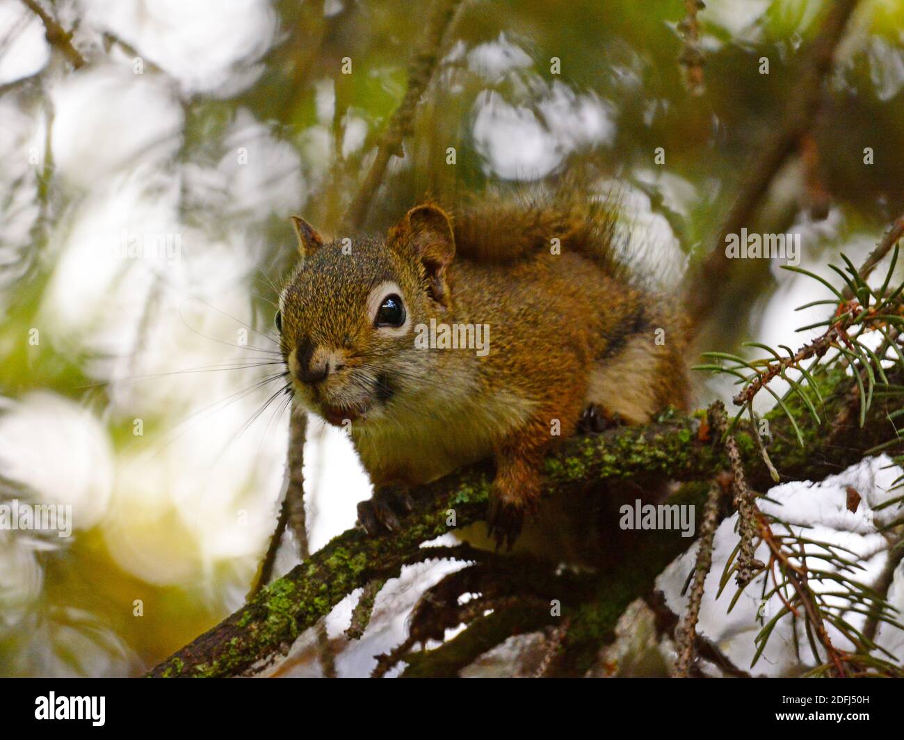 Alaska red squirrel hi-res stock photography and images - Alamy