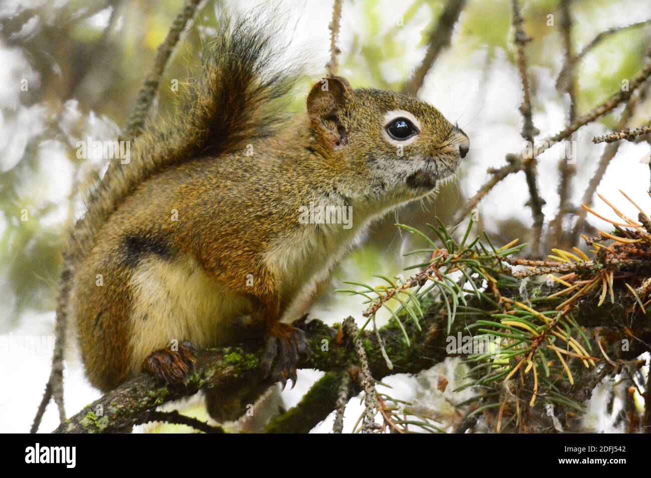Alaska red squirrel hi-res stock photography and images - Alamy