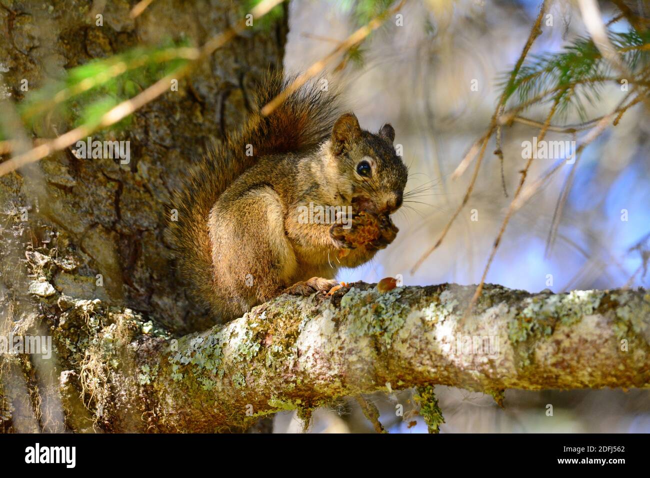 Alaska red squirrel hi-res stock photography and images - Alamy