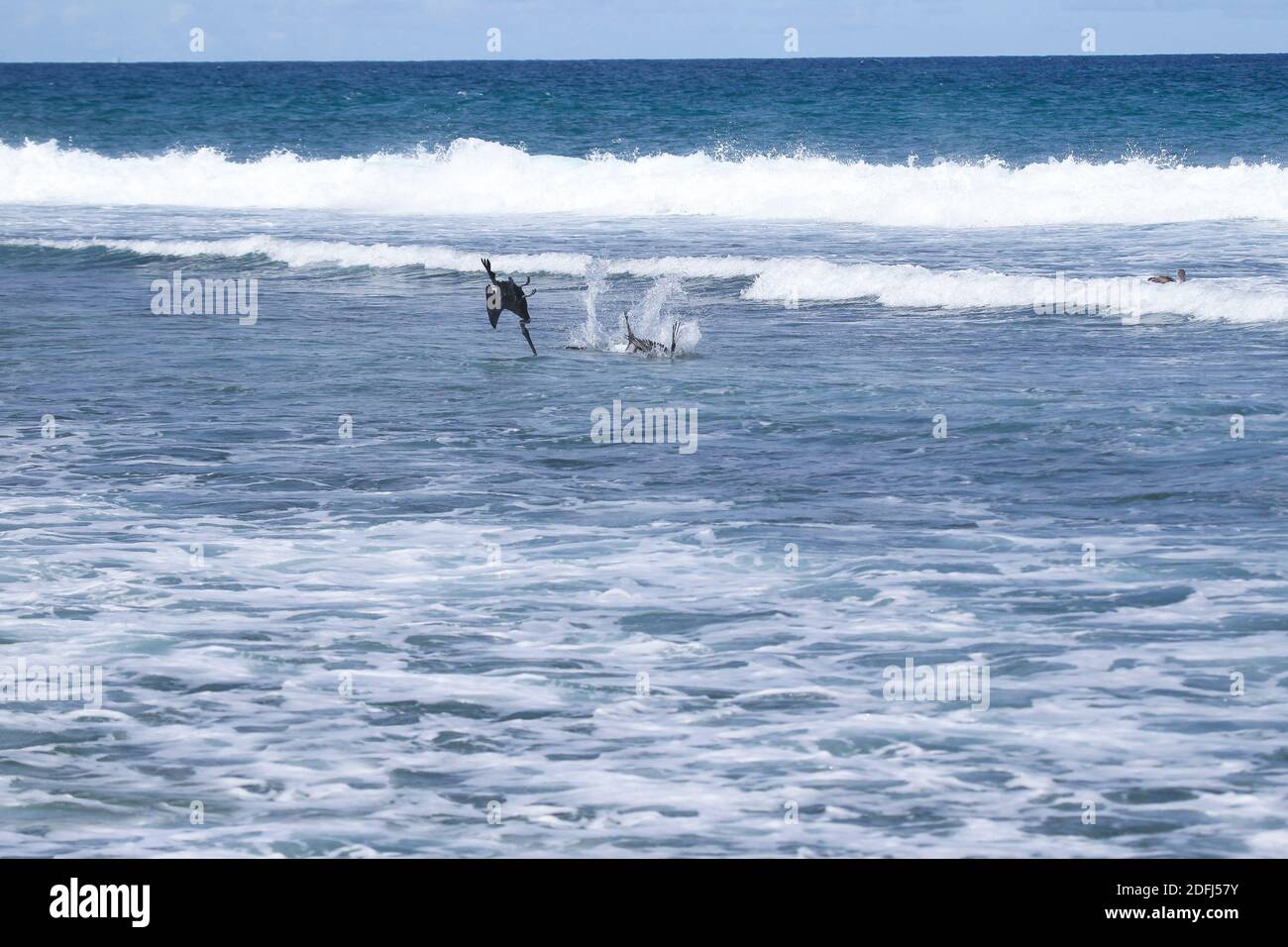 Pelican Flying Diving stock photo (Serial 5/6 Stock Photo - Alamy