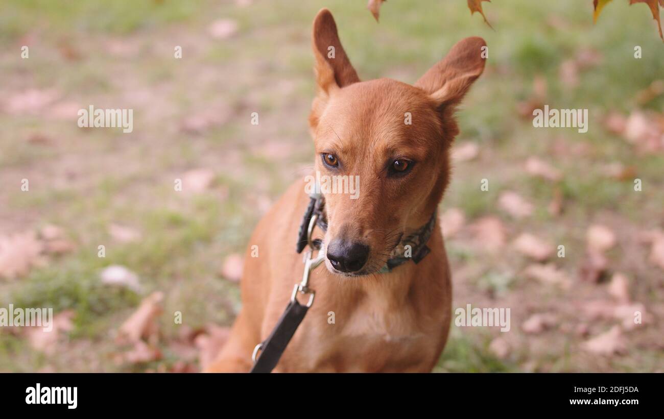 Close up, Head of confused mixed breed dog with collar. High quality ...