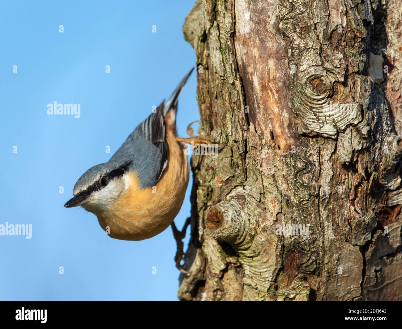 Nuthatch hi-res stock photography and images - Alamy