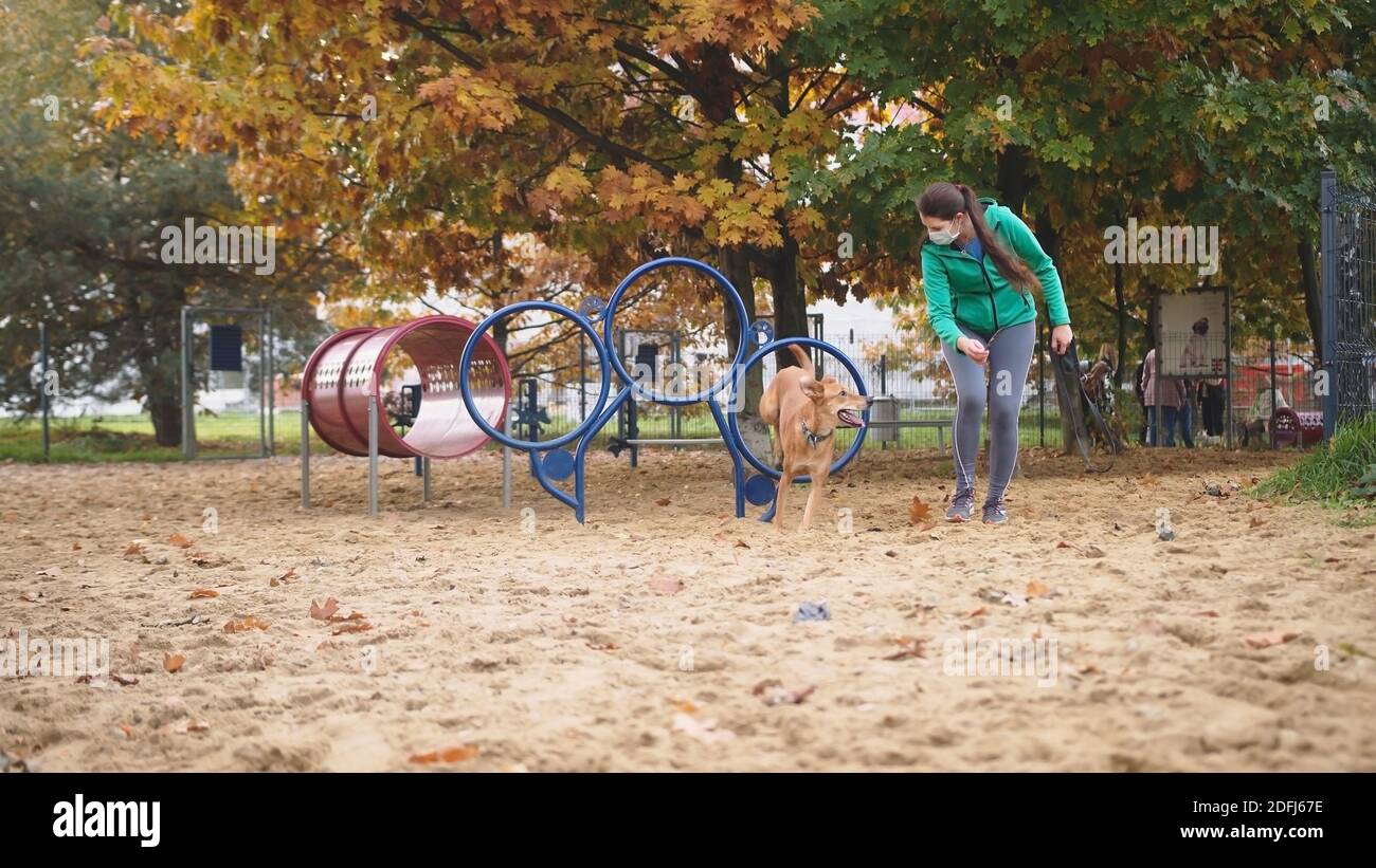 Dog trainging. Beautiful mixed breed dog jumping through the rings ...