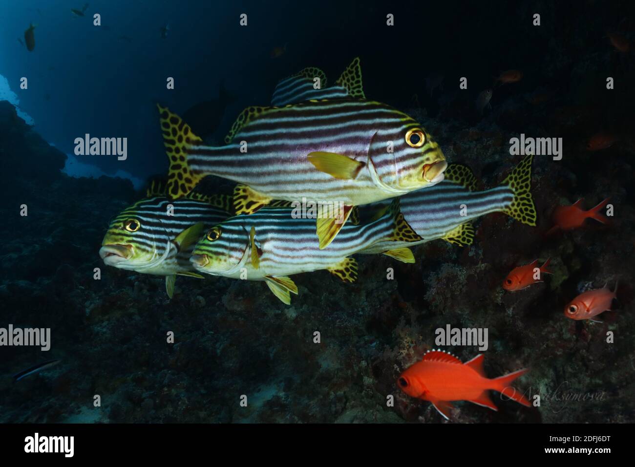Indian Ocean Oriental Sweetlips (Plectorhinchus vittatus). Underwater ...