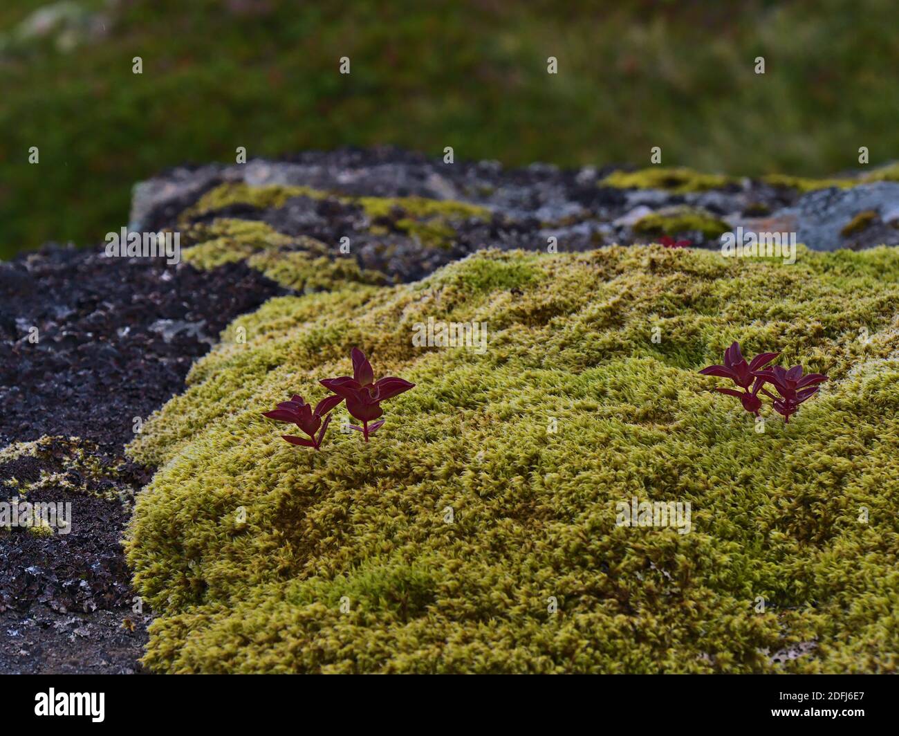 Lofoten flora hi-res stock photography and images - Alamy