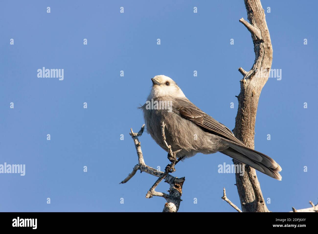 Whiskey jack birds hi-res stock photography and images - Alamy