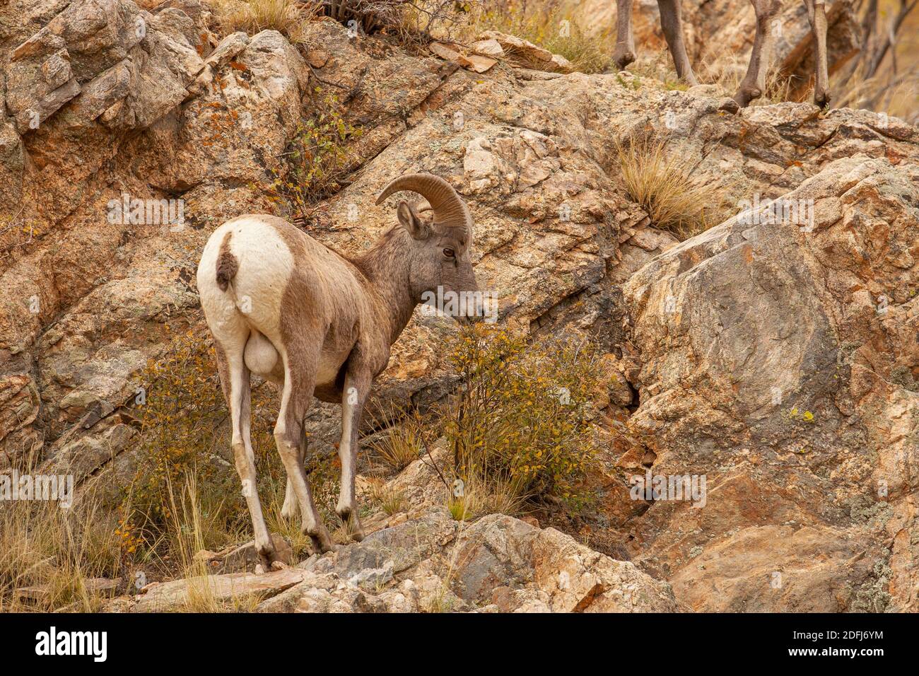 Bighorn Sheep (Ovis canadensis), young ram Stock Photo - Alamy