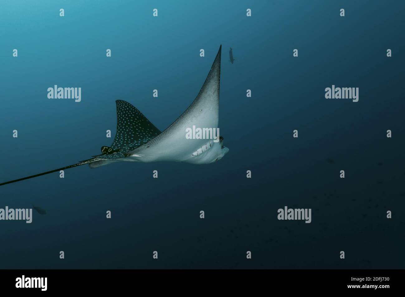 Eagle ray (Myliobatidae) surfs in the blue of Indian Ocean. Amazing ...